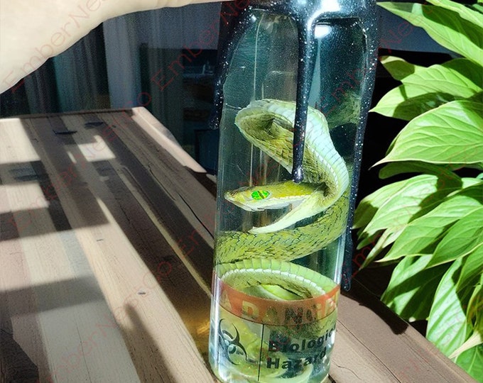 Real Snake Specimen,real Animal Specimen,clean and Complete,specimen ...