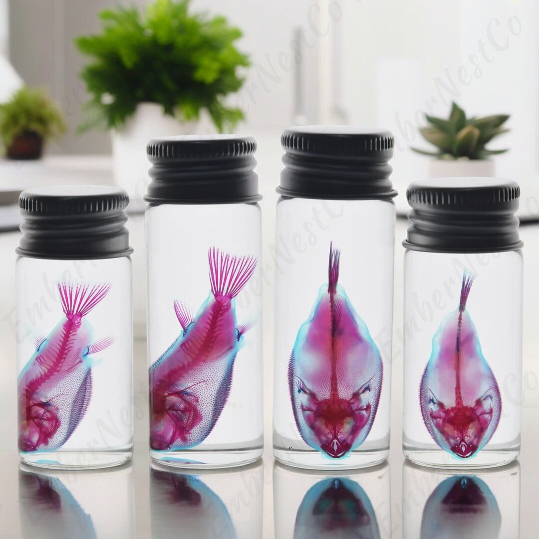 Mysterious Transparent Stained Puffer Fish Skeleton Specimen,real ...