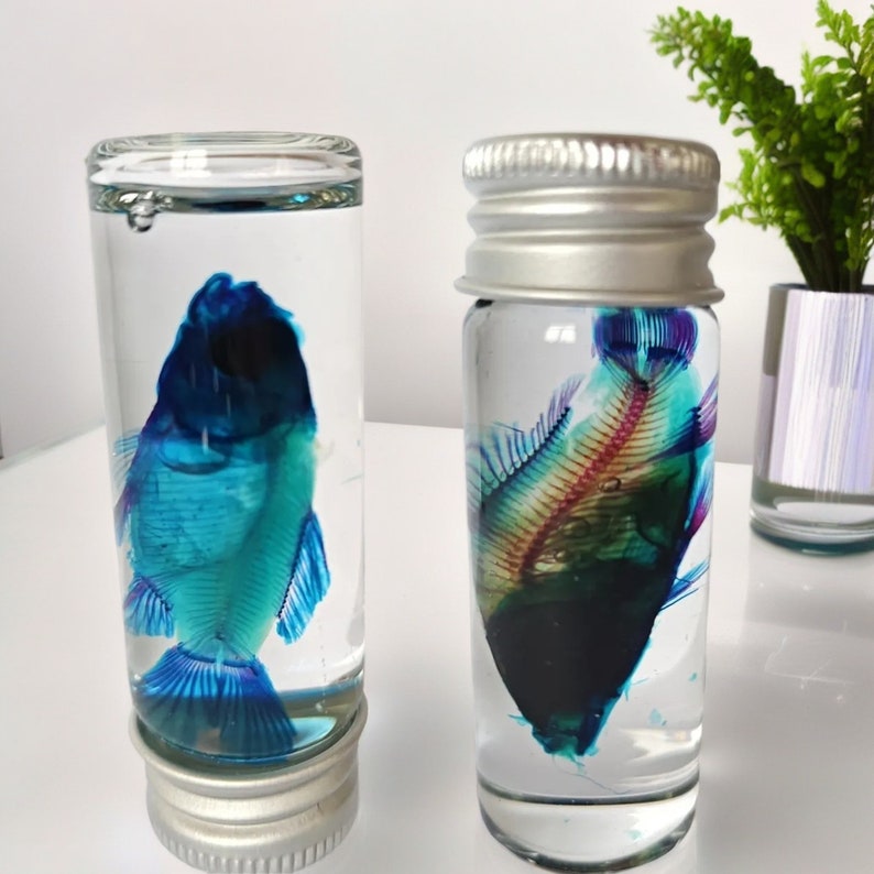 Mysterious Transparent Stained Fish Skeleton Specimen,real Stained ...