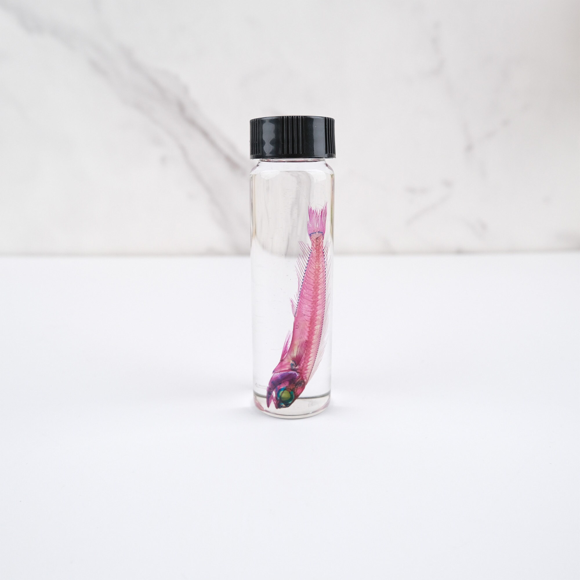Mysterious Transparent Stained Fish Skeleton Specimen,real Stained ...