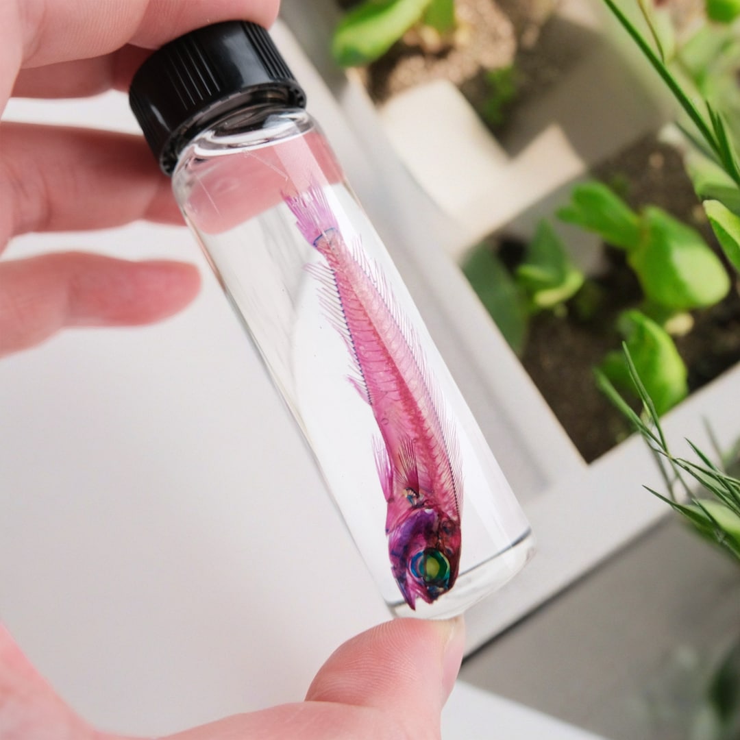 Mysterious Transparent Stained Fish Skeleton Specimen,real Stained ...