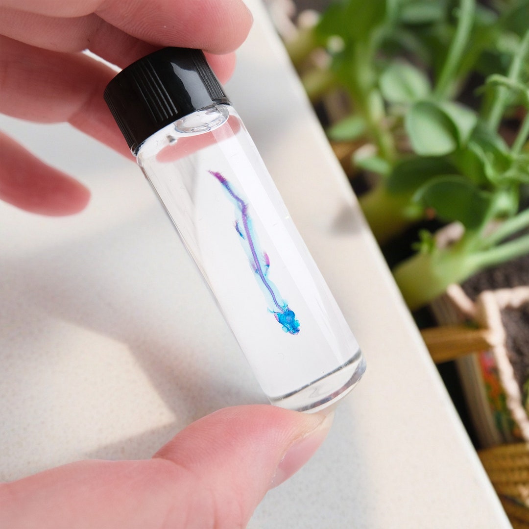 Mysterious Transparent Stained Fish Skeleton Specimen,real Stained ...