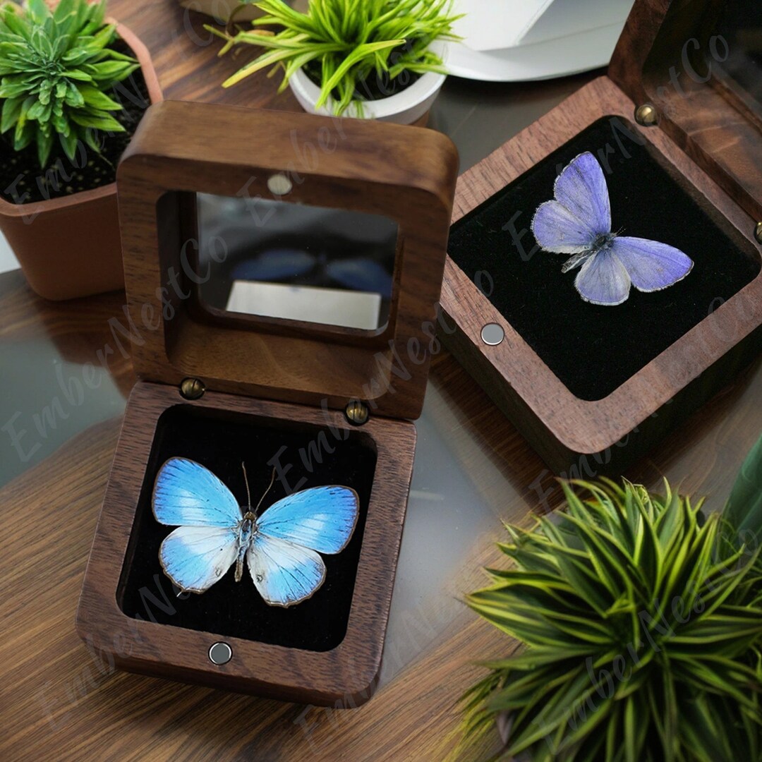 Real Insect Specimen, Real Animal Specimen, Disinfection Bleach ...