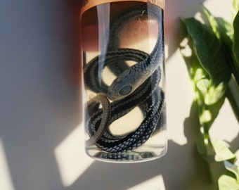 Real Snake Specimen,real Animal Specimen,clean and Complete,specimen ...