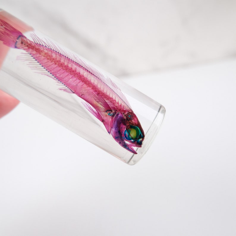 Mysterious Transparent Stained Fish Skeleton Specimen,real Stained ...