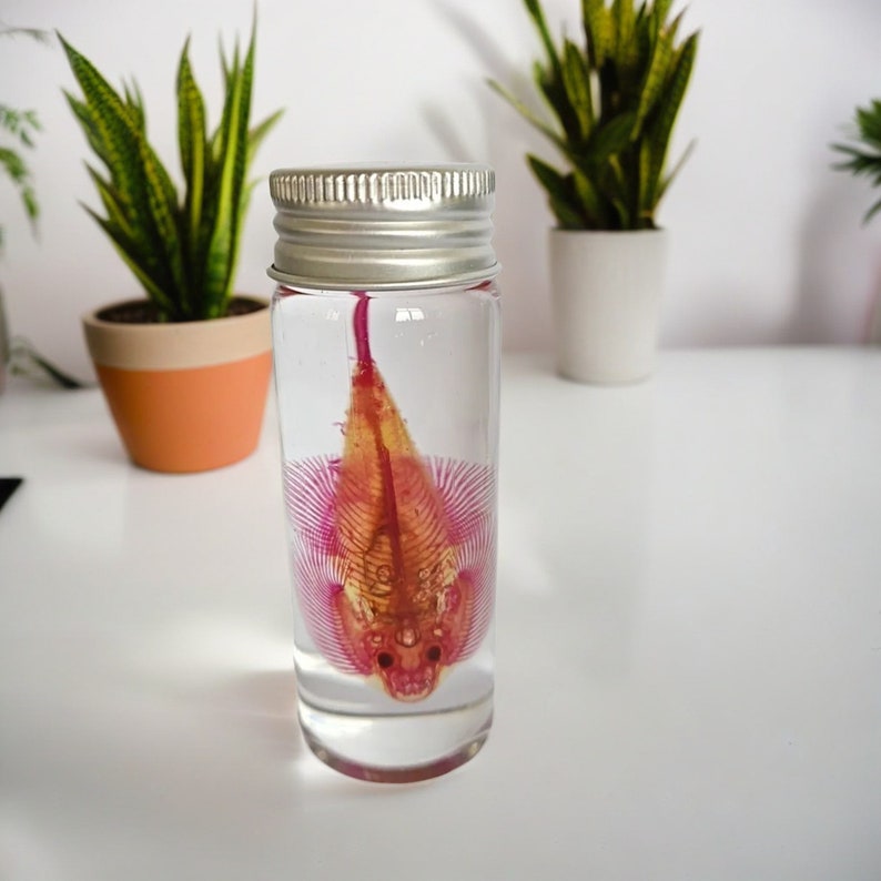 Mysterious Transparent Stained Fish Skeleton Specimen,real Stained ...
