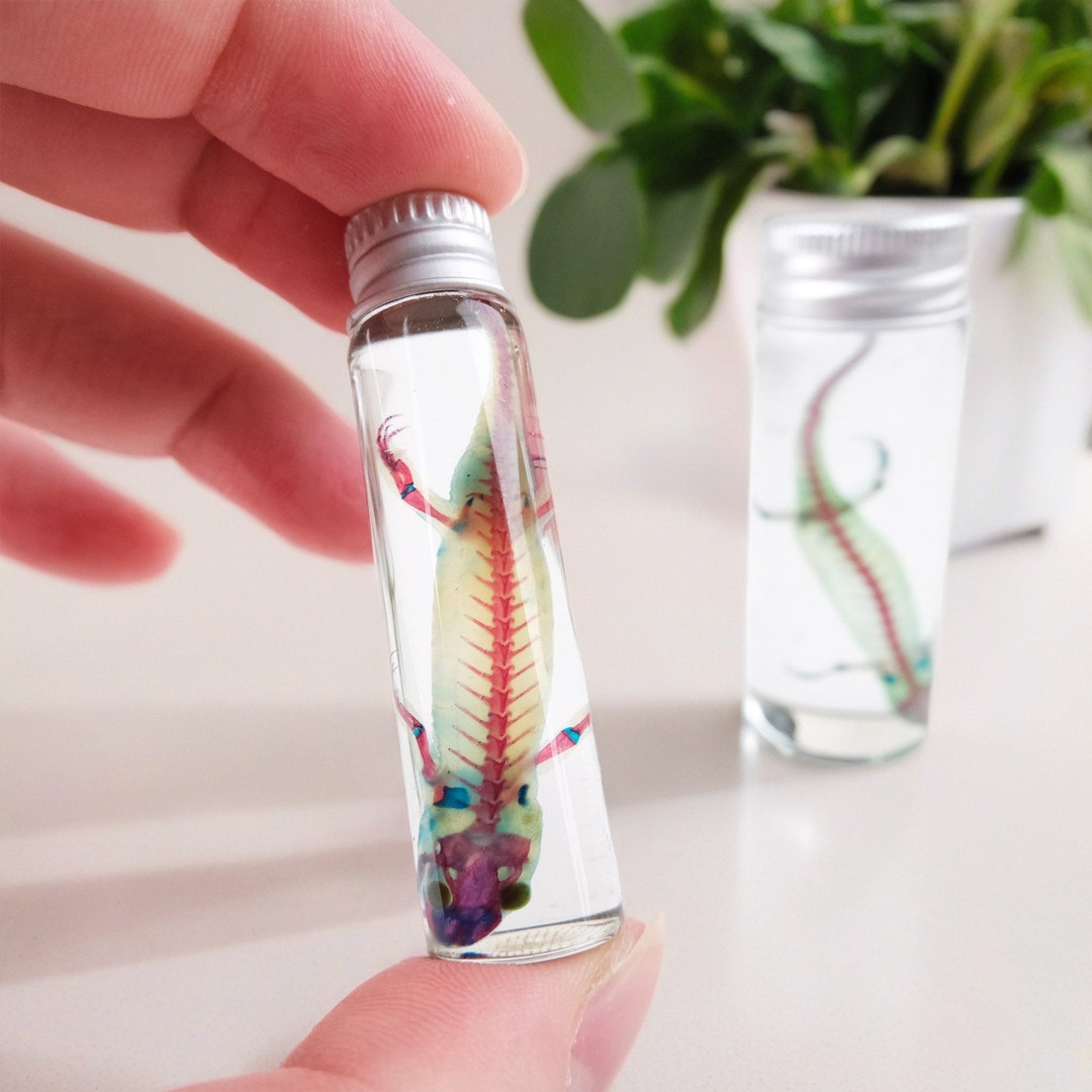 Mysterious Transparent Stained Skeleton Specimen,real Stained Specimen ...