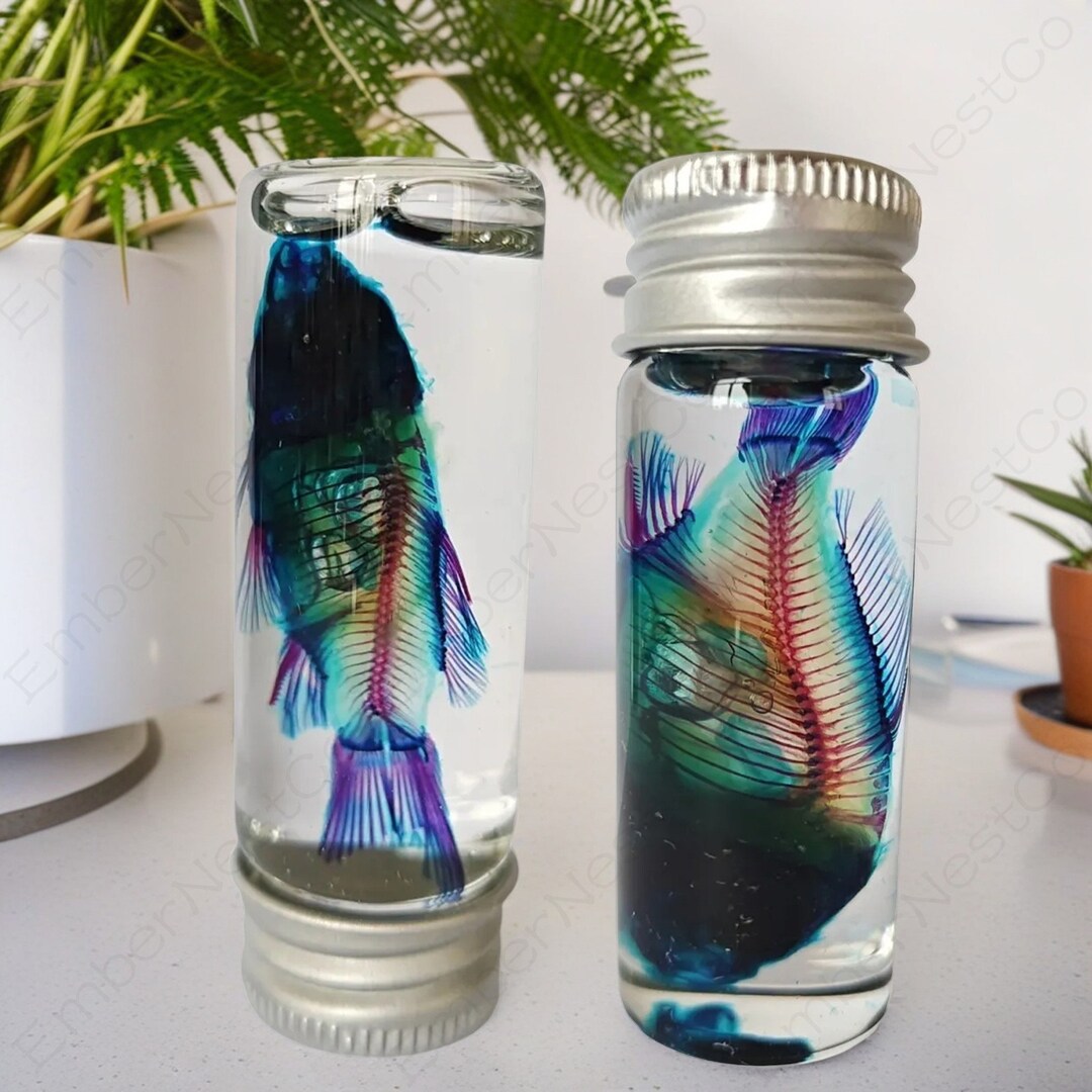 Mysterious Transparent Stained Fish Skeleton Specimen,real Stained ...