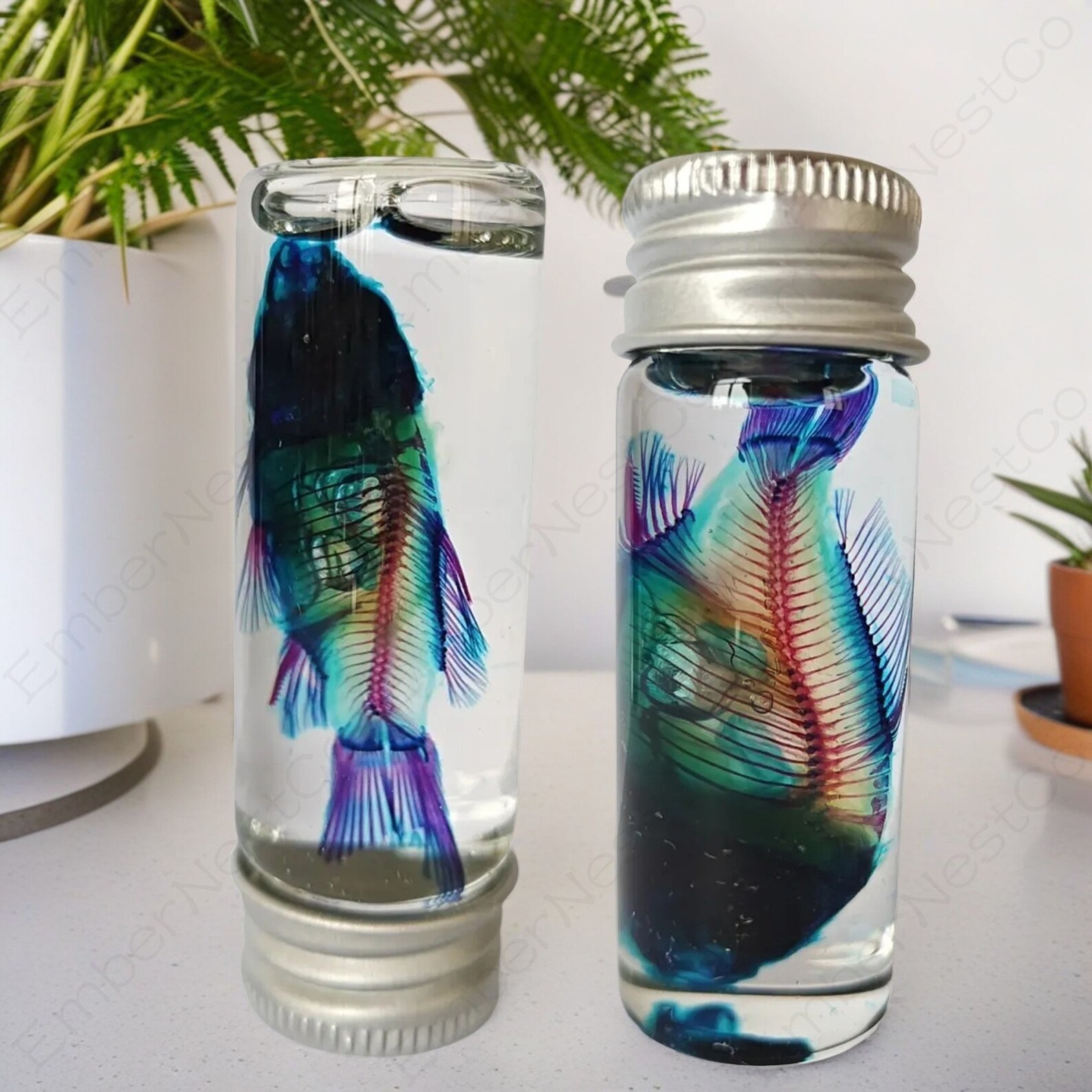 Mysterious Transparent Stained Fish Skeleton Specimen,real Stained ...
