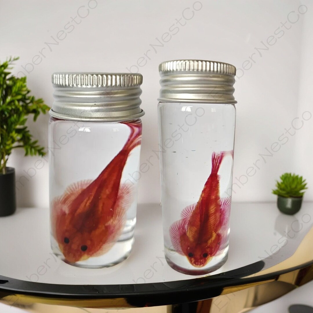 Mysterious Transparent Stained Fish Skeleton Specimen,real Stained ...