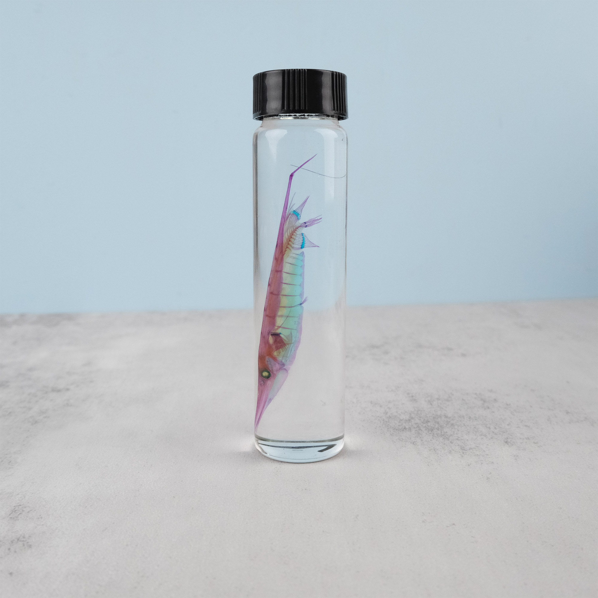 Mysterious Transparent Stained Fish Skeleton Specimen,real Stained ...