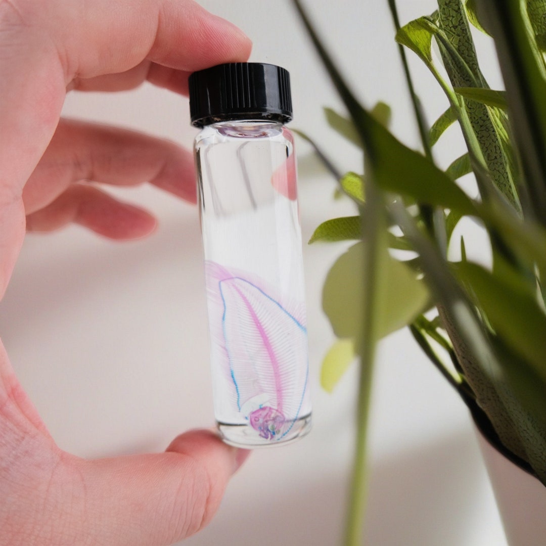 Mysterious Transparent Stained Fish Skeleton Specimen,real Stained ...