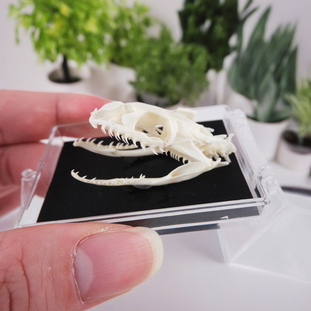 Real Snake Head Skeleton Specimen,real Animal Specimen,clean and ...
