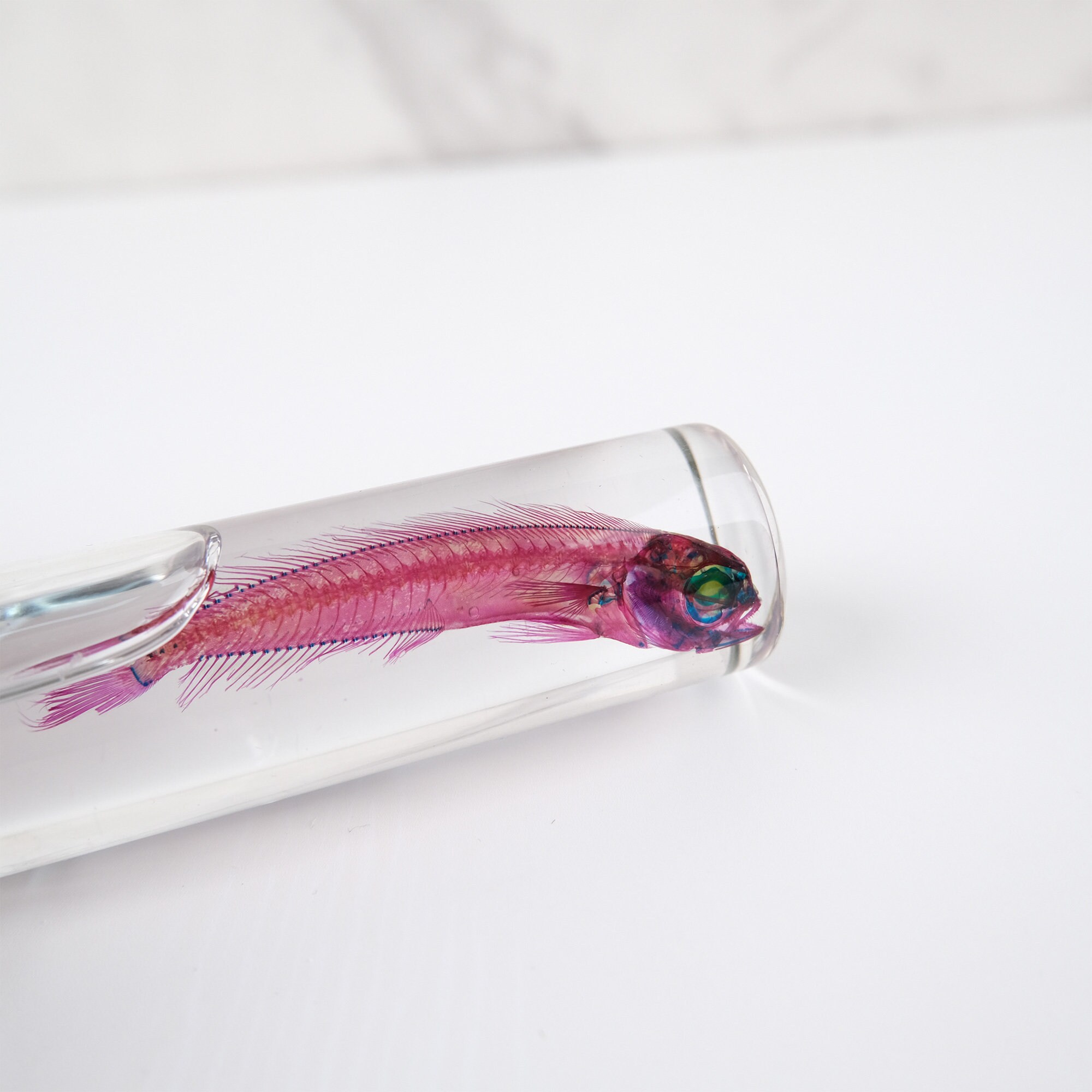 Mysterious Transparent Stained Fish Skeleton Specimen,real Stained ...