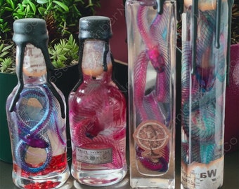 Real Snake Specimen,real Animal Specimen,clean and Complete,specimen ...