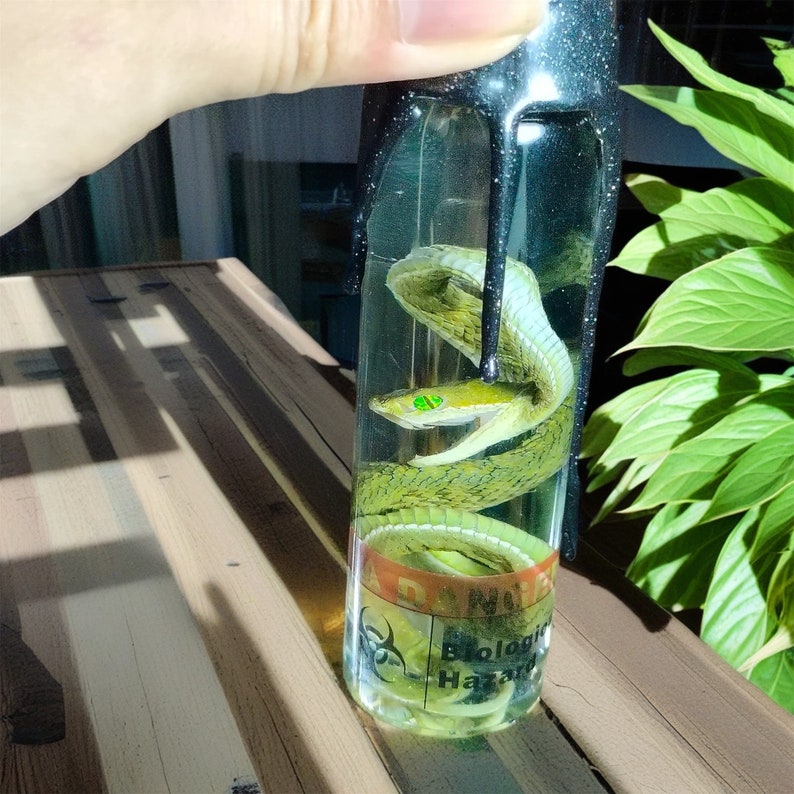 Real Snake Specimen,real Animal Specimen,clean and Complete,specimen ...