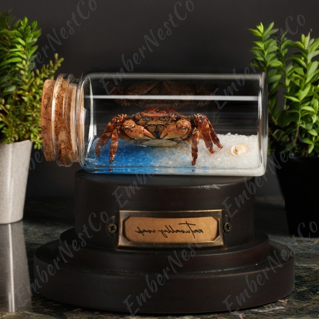 Cute Crab Specimen,real Stained Specimen,bleached Stained ,vintage ...