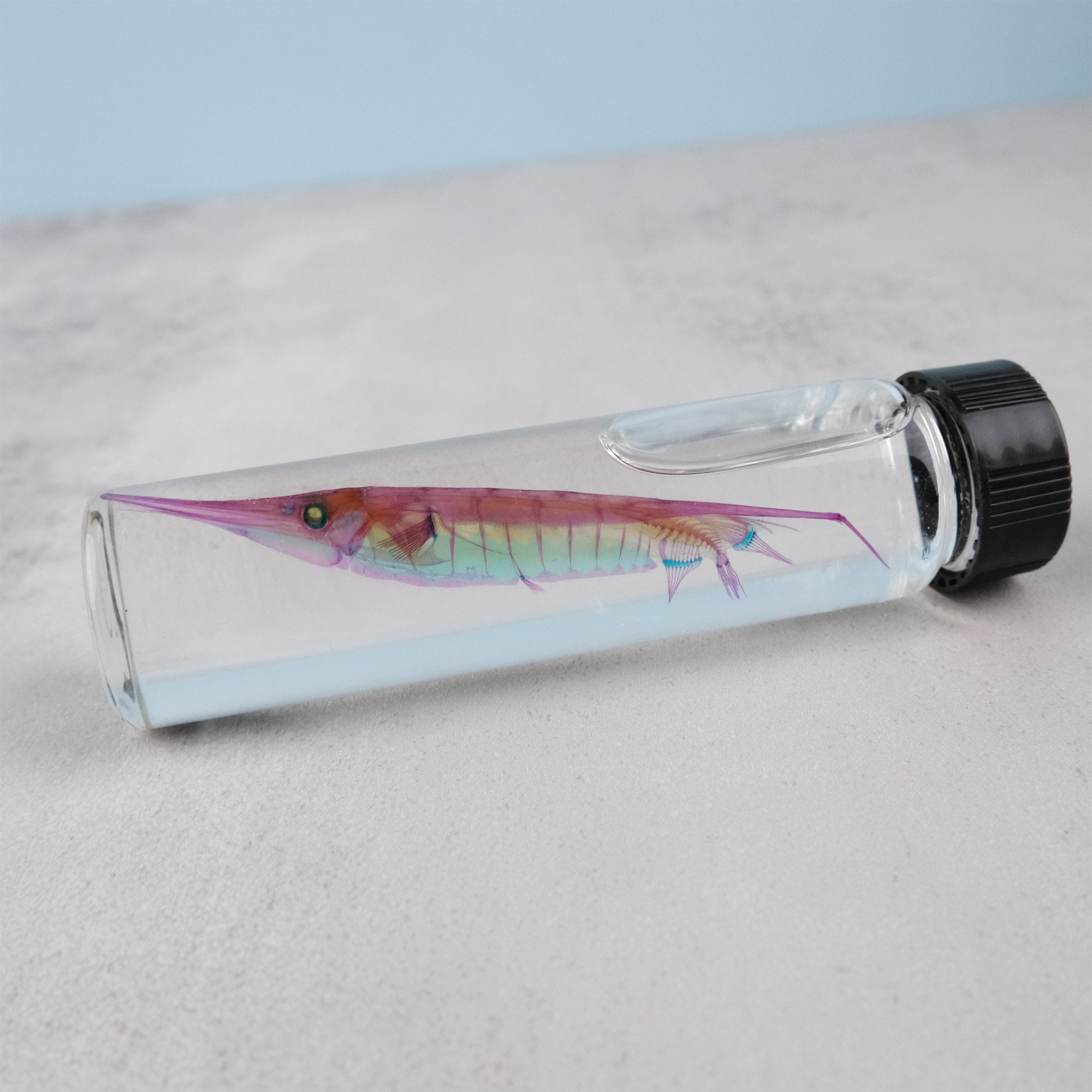 Mysterious Transparent Stained Fish Skeleton Specimen,real Stained ...