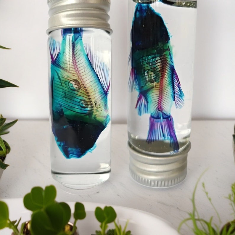 Mysterious Transparent Stained Fish Skeleton Specimen,real Stained ...