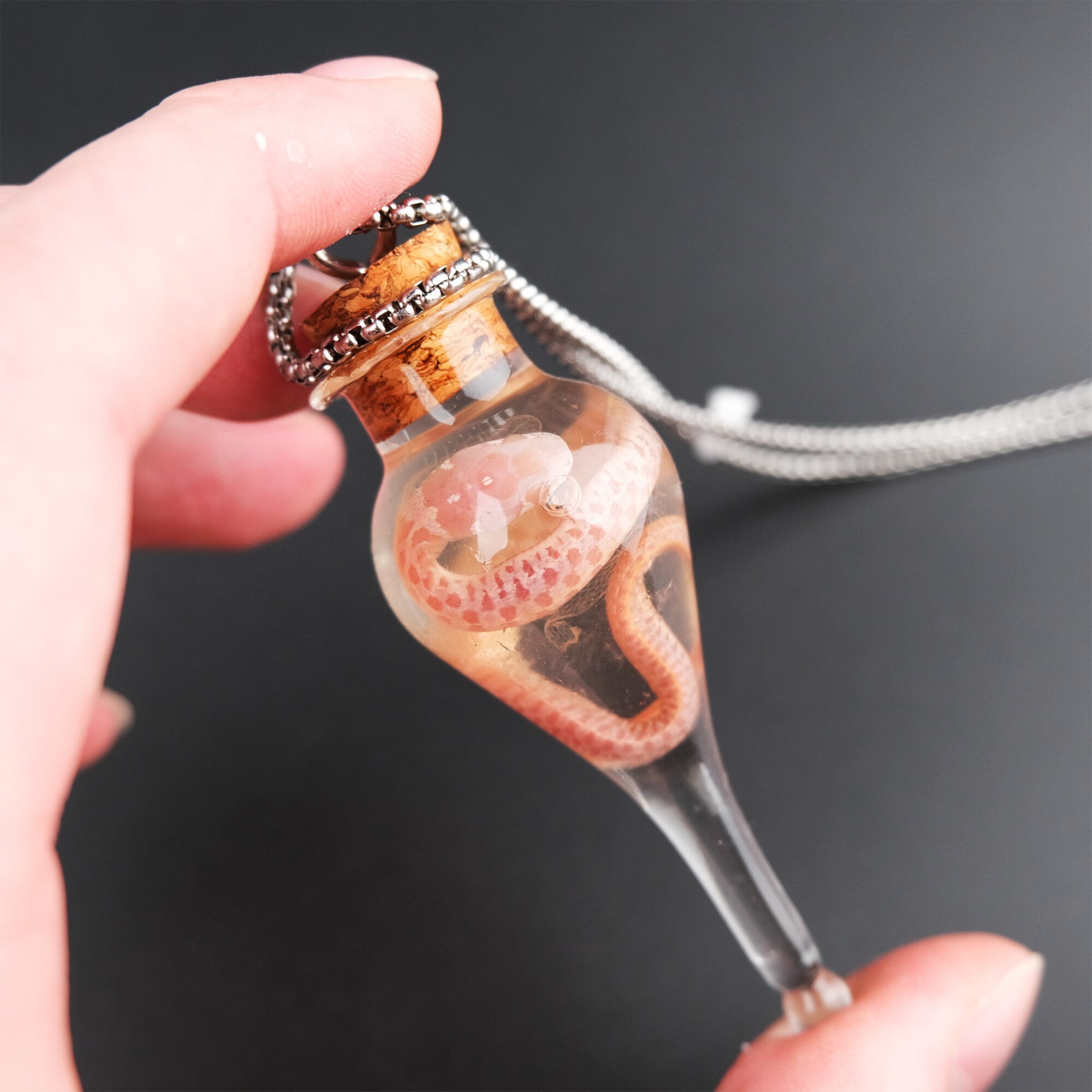 Real Snake Specimen,real Animal Specimen,clean and Complete,specimen ...