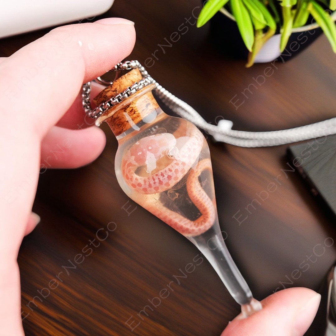 Real Snake Specimen,real Animal Specimen,clean and Complete,specimen ...