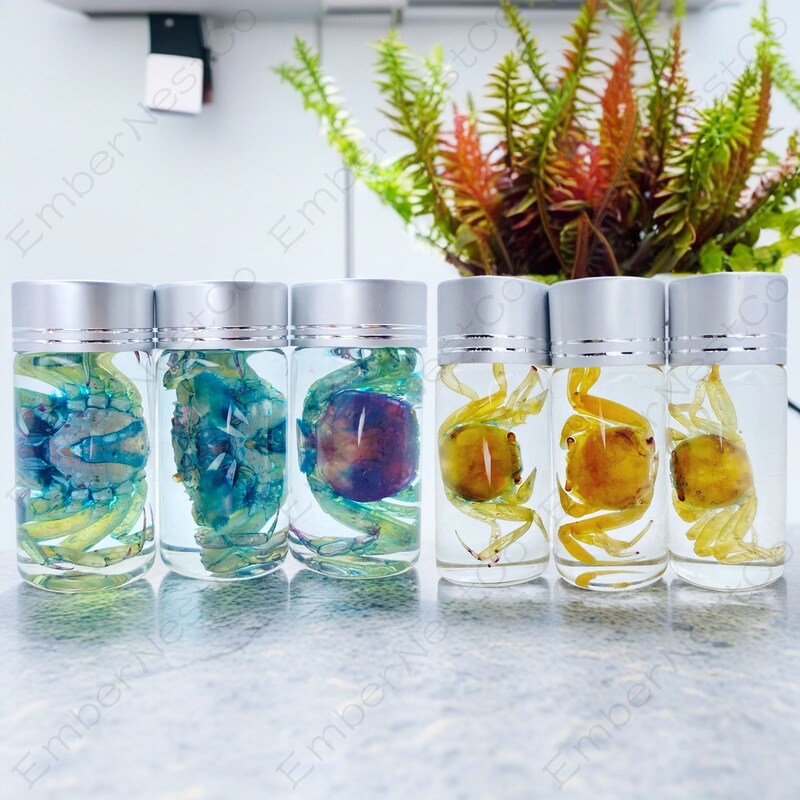 Wet Specimens - Etsy