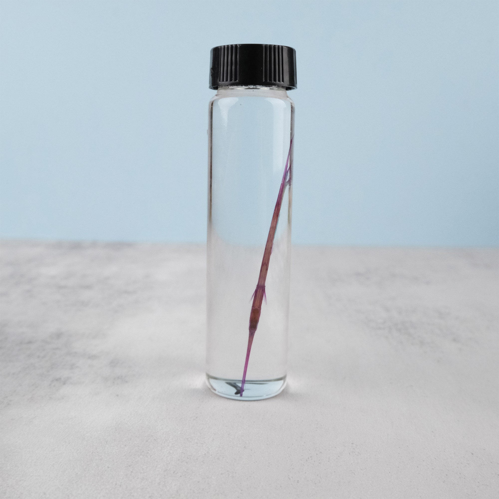 Mysterious Transparent Stained Fish Skeleton Specimen,real Stained ...
