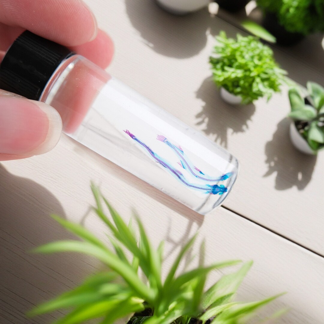 Mysterious Transparent Stained Fish Skeleton Specimen,real Stained ...