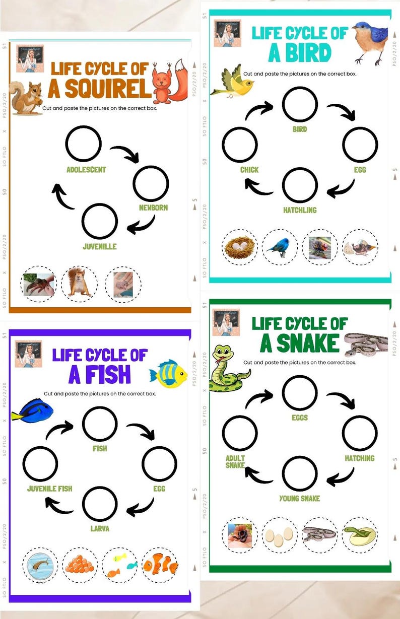 Human Life Cycle and Human Cycle of Animals - Etsy