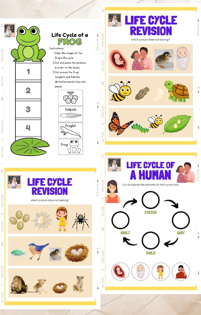 Human Life Cycle and Human Cycle of Animals - Etsy