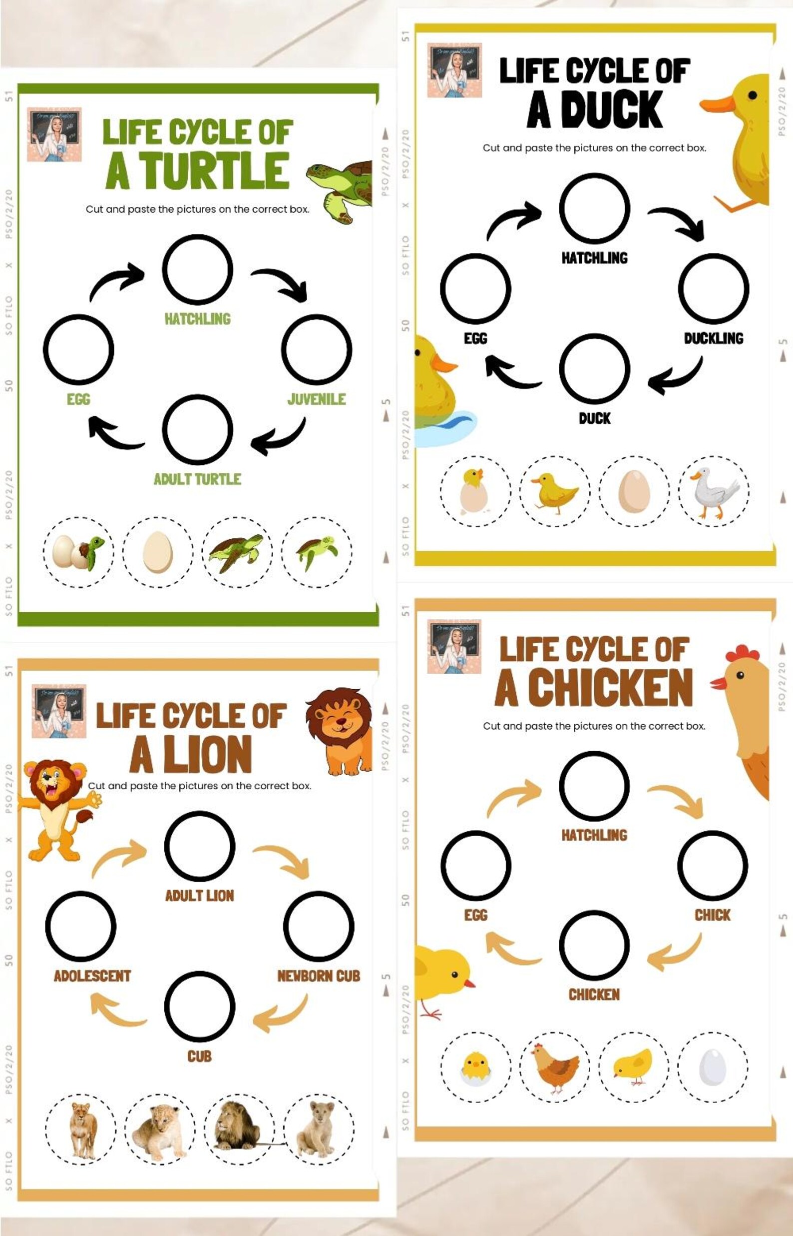 Human Life Cycle and Human Cycle of Animals - Etsy