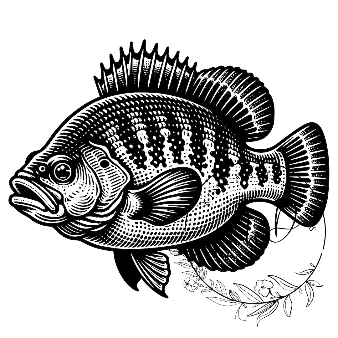 Crappie Drawing Svg, Crappie Cricut SVG, Crappie Digital Download ...