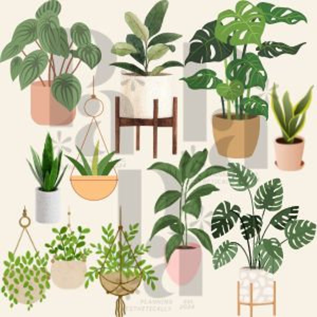Houseplants Clipart Illustrations | Potted Plants PNG Download | Indoor ...