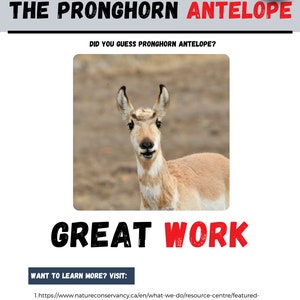 Guess the Species: Pronghorn Antelope, Wildlife Conservation Worksheets ...