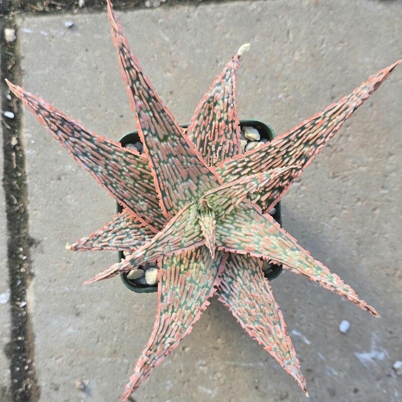 Aloe Hybrid - Etsy