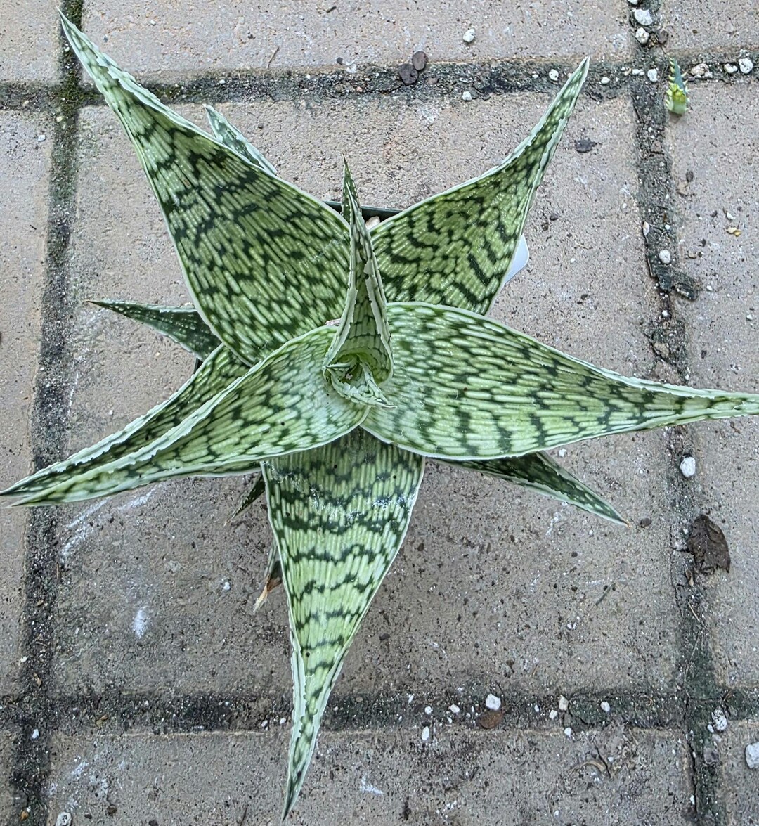 Aloe 'delta Lights' - Etsy