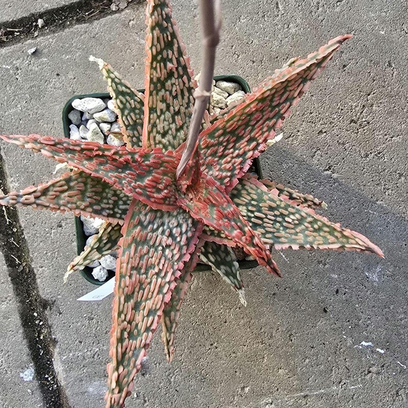Aloe Hybrid - Etsy