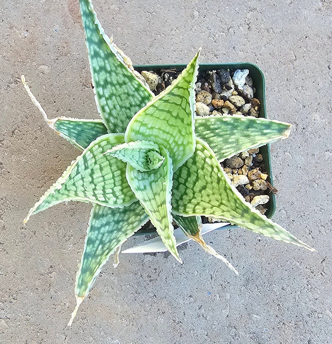 Aloe 'delta Lights' - Etsy