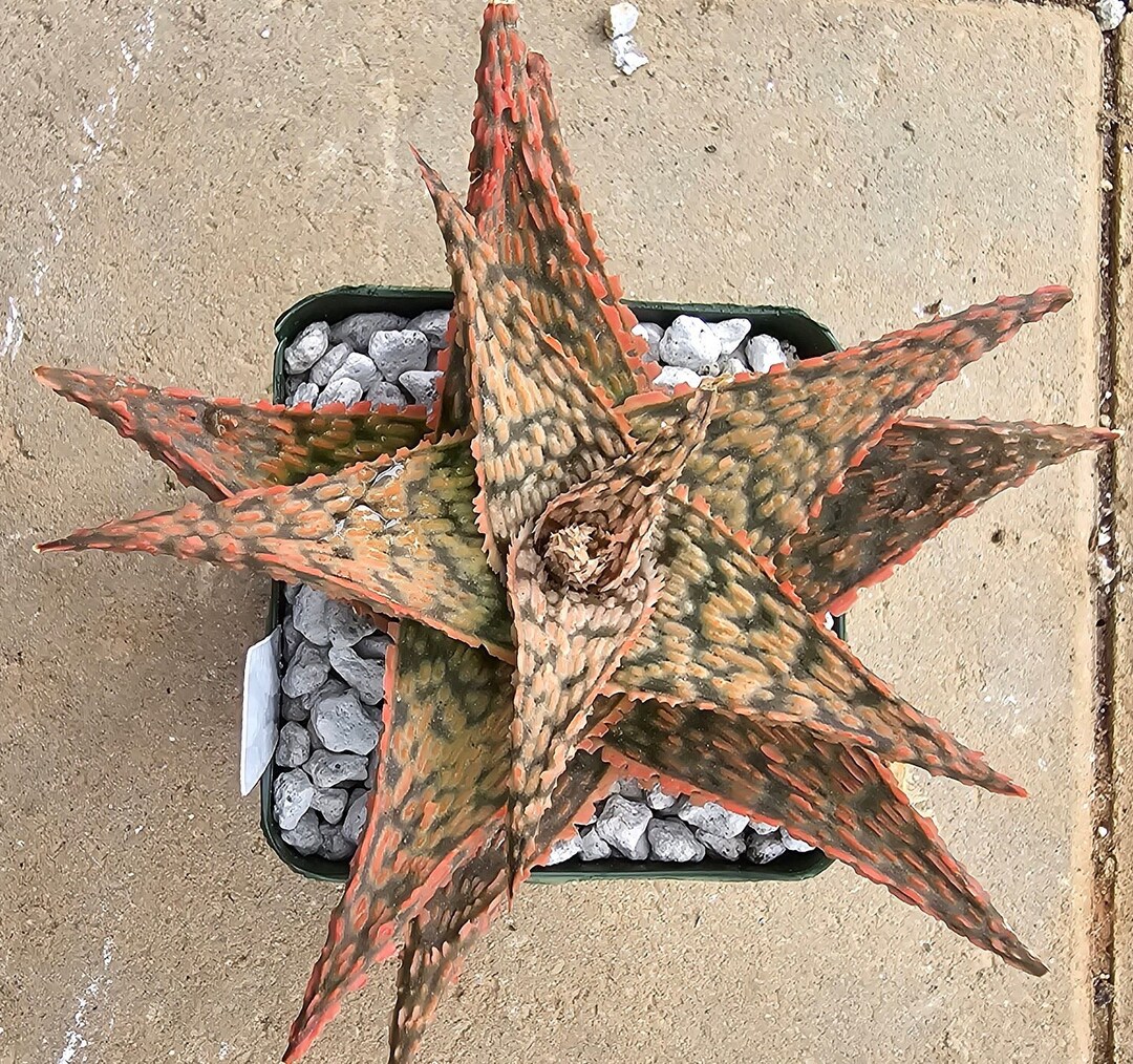 Aloe 'firecracker' - Etsy
