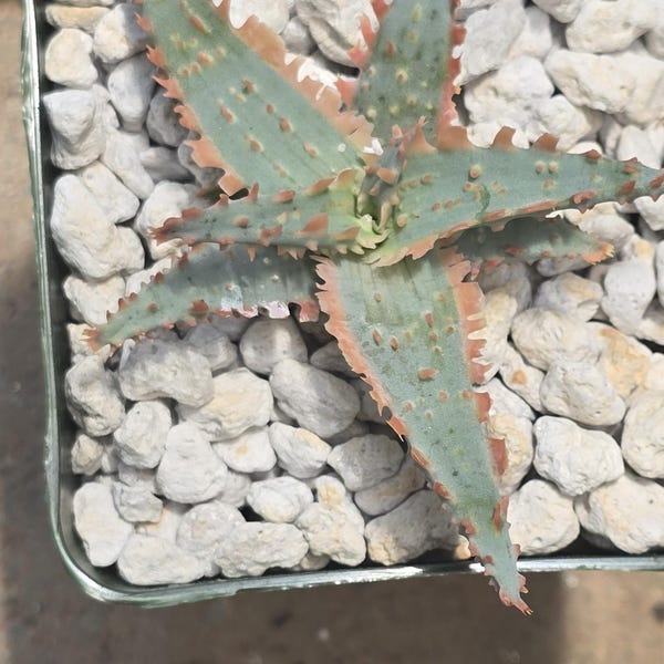 Aloe Hybrid - Etsy