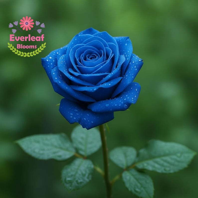 Blue Rose Seeds – Exotic Sapphire Blooms – Unique Perennial Garden ...