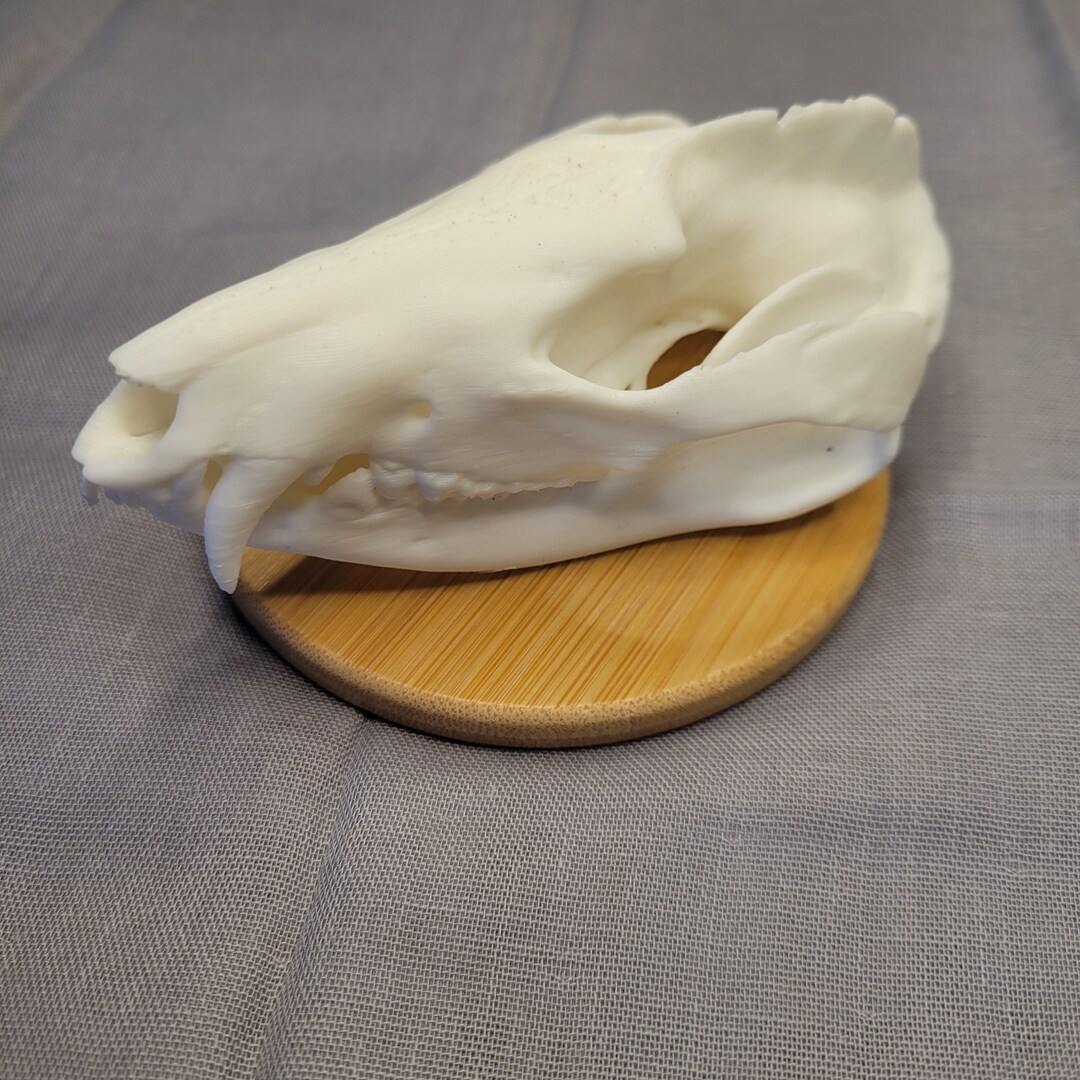 Replica Possum Skull Model for Display & Drawing Reference - Etsy