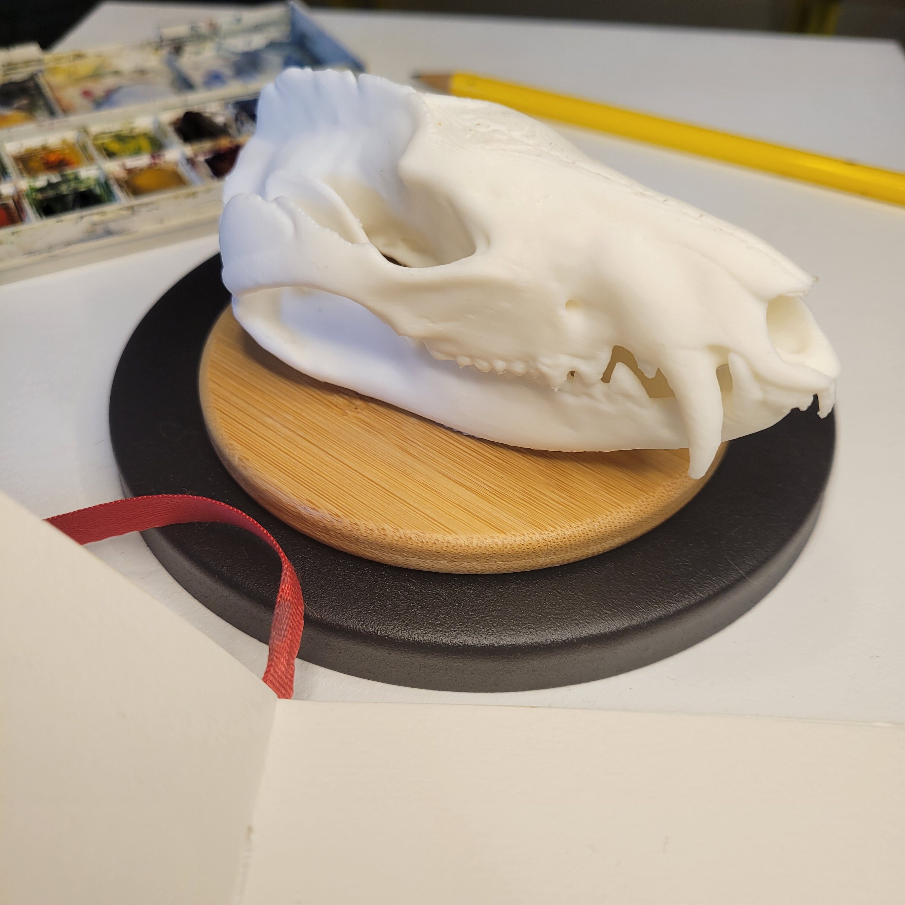 Replica Possum Skull Model for Display & Drawing Reference - Etsy