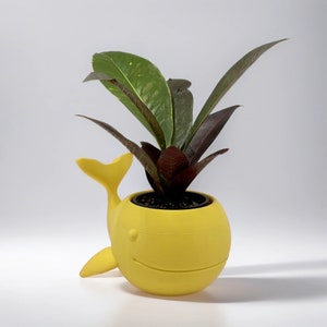 Whale Planter | Whale Pot | Animal Planter | Whale Plant Pot | Unique Whale Flower Pot | Cute ...