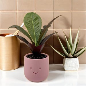 Smiling Planter | Smiling Pot | Happy Planter | Happy Smile Planter ...
