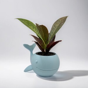 Whale Planter | Whale Pot | Animal Planter | Whale Plant Pot | Unique ...