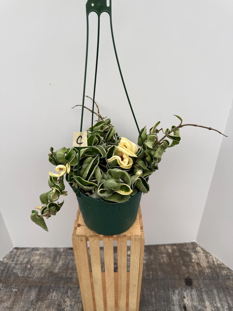 Hoya Carnosa Compacta Var. 6in Pot - Etsy