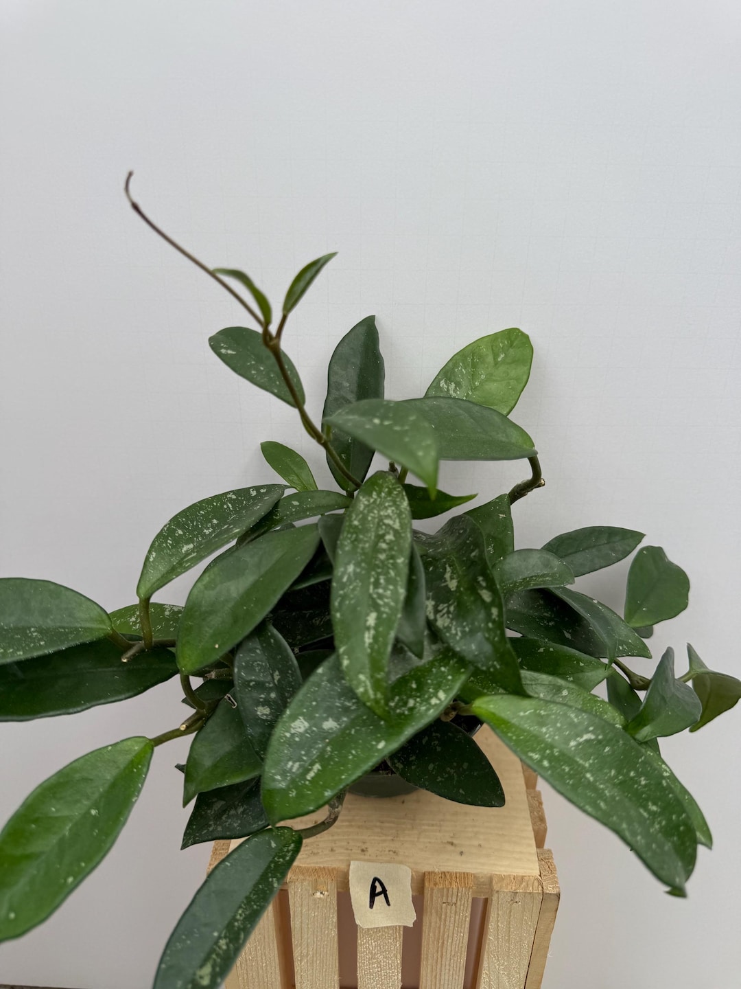 Hoya Carnosa Splash - Etsy