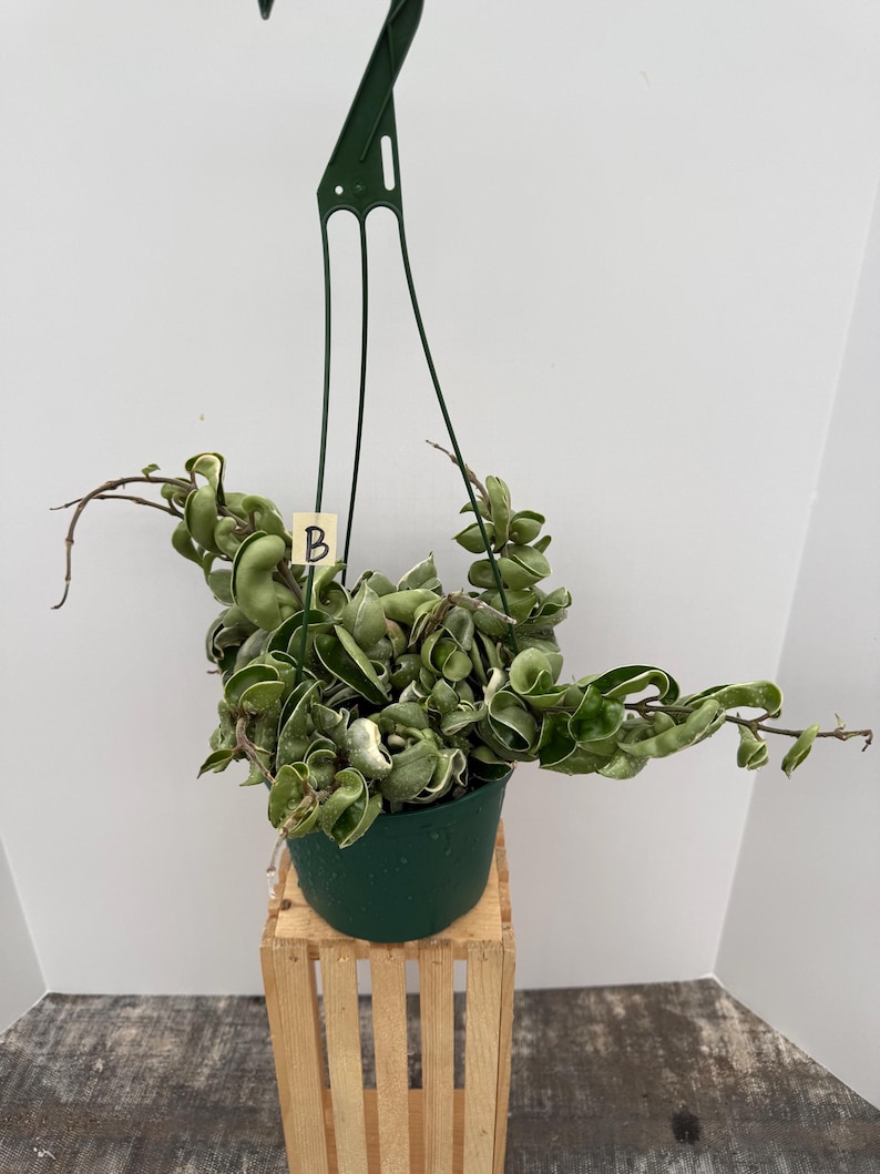 Hoya Carnosa Compacta Var. 6in Pot - Etsy