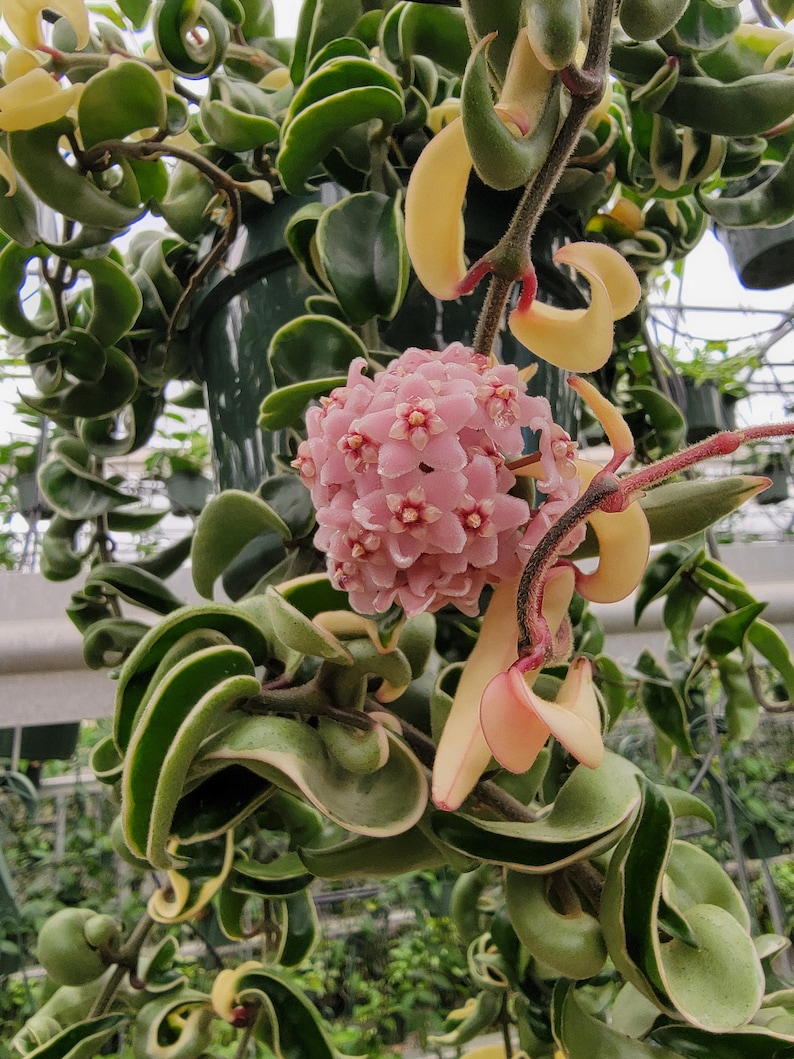 Hoya Carnosa Compacta Var. 6in Pot - Etsy